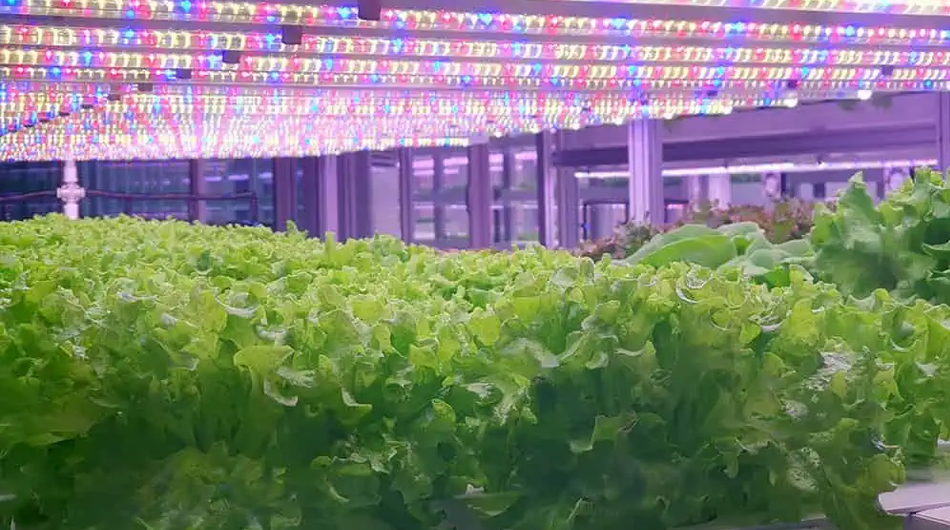 Choose the right spectrum for your plants for optimal growth and health ...