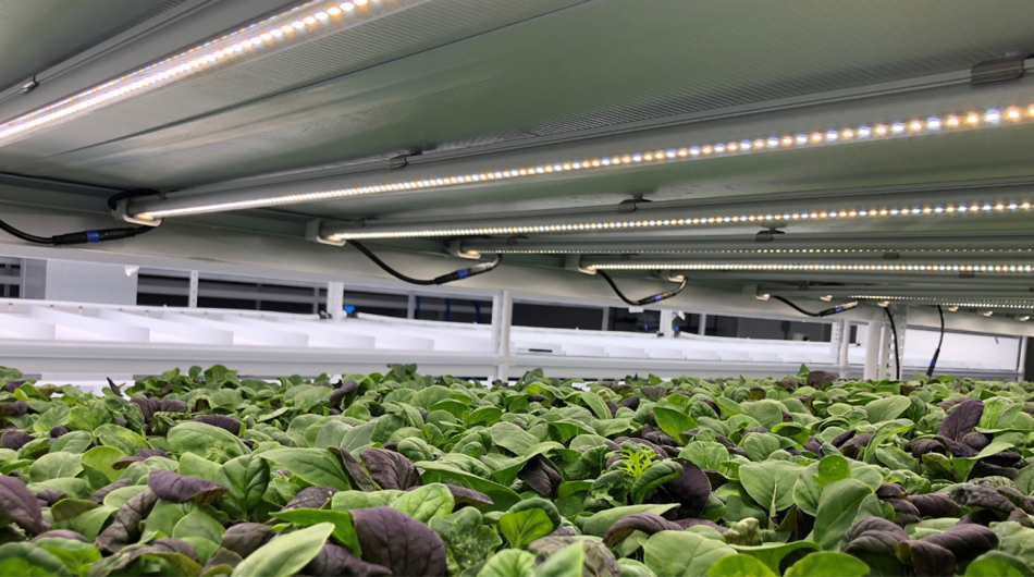 Choose the right spectrum for your plants for optimal growth and health ...