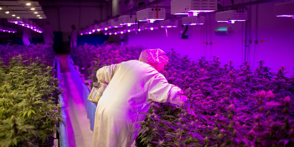 When to Use UV Light for Cannabis Growth Benefits