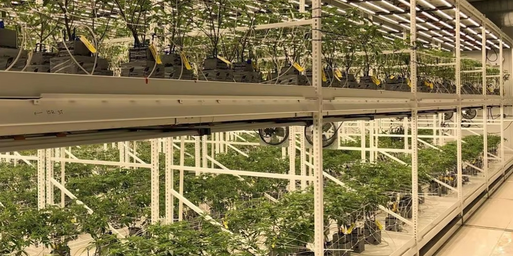 Vertical Grow Racks: Transforming Urban Agriculture